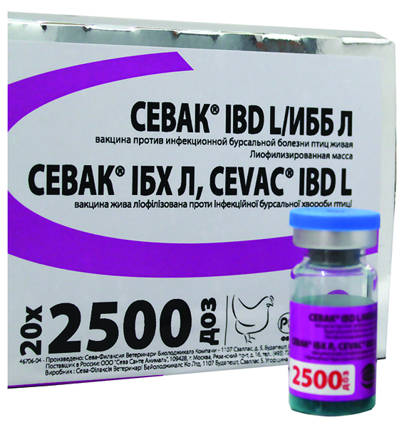 invet.ge - სევაკ IBD L